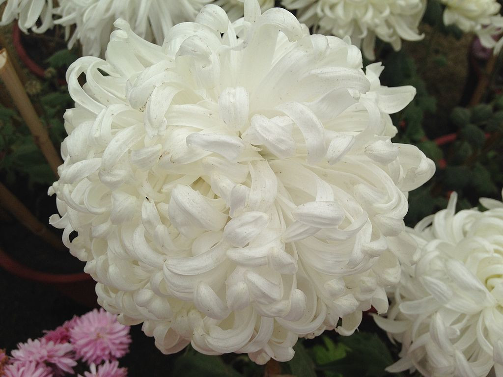 Las flores del crisantemo